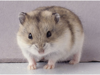 Chomiczek... małe zwierzę, dużo miłości: Chomik dżungarski a syryjski