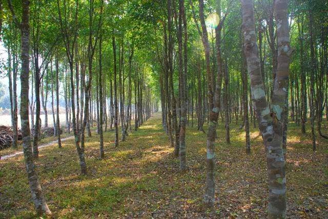 infosanjeewa: Amazing Walla patta picturs