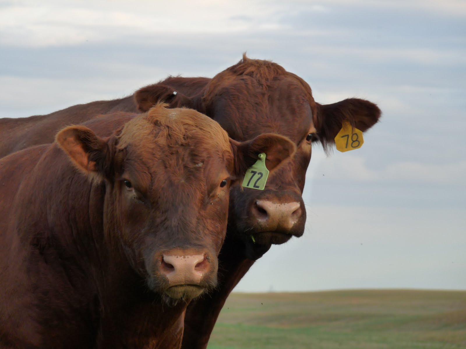 Count Ridge Red Angus: Photo Gallery