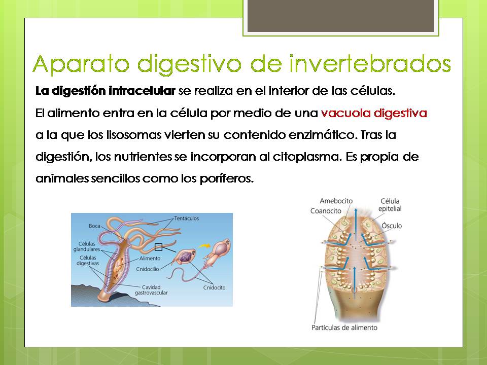 biología y geología 1ºbto: Tema 14-15-16 LAS FUNCIONES VITALES EN LOS ...
