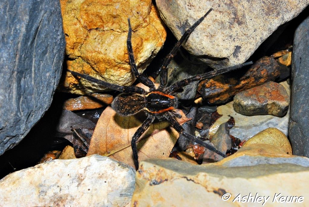 Australian Frogs Photography: KEUNEA PHOTOGRAPHY: Pearson's Green Tree ...