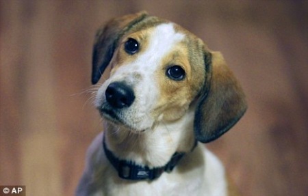 Daniel, el perrito que sobrevivió al gas letal ~ ElGonzi.com