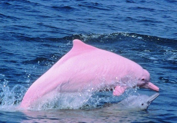 Amazing: Ikan Lumba-Lumba Berwarna Pink (14 Gambar) ~ I Luv Info
