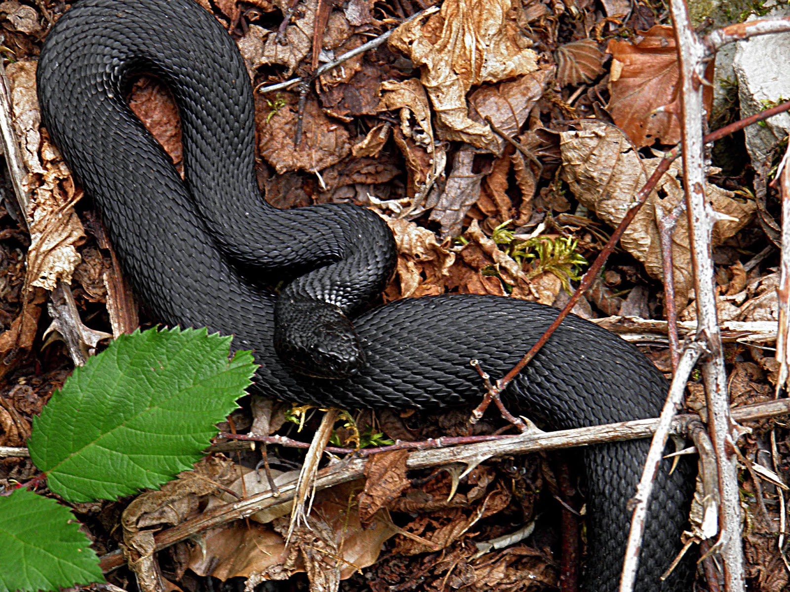 (El Coto de Buenamadre, Somiedo)