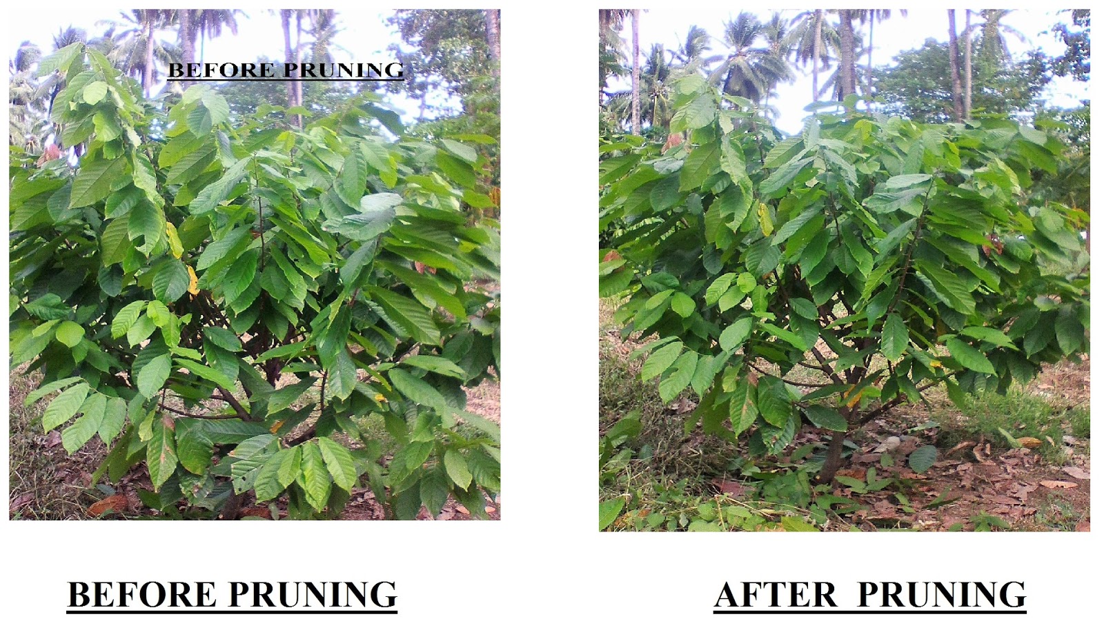cpb_CocoaPinasBlogs: Cacao Mature Pruning