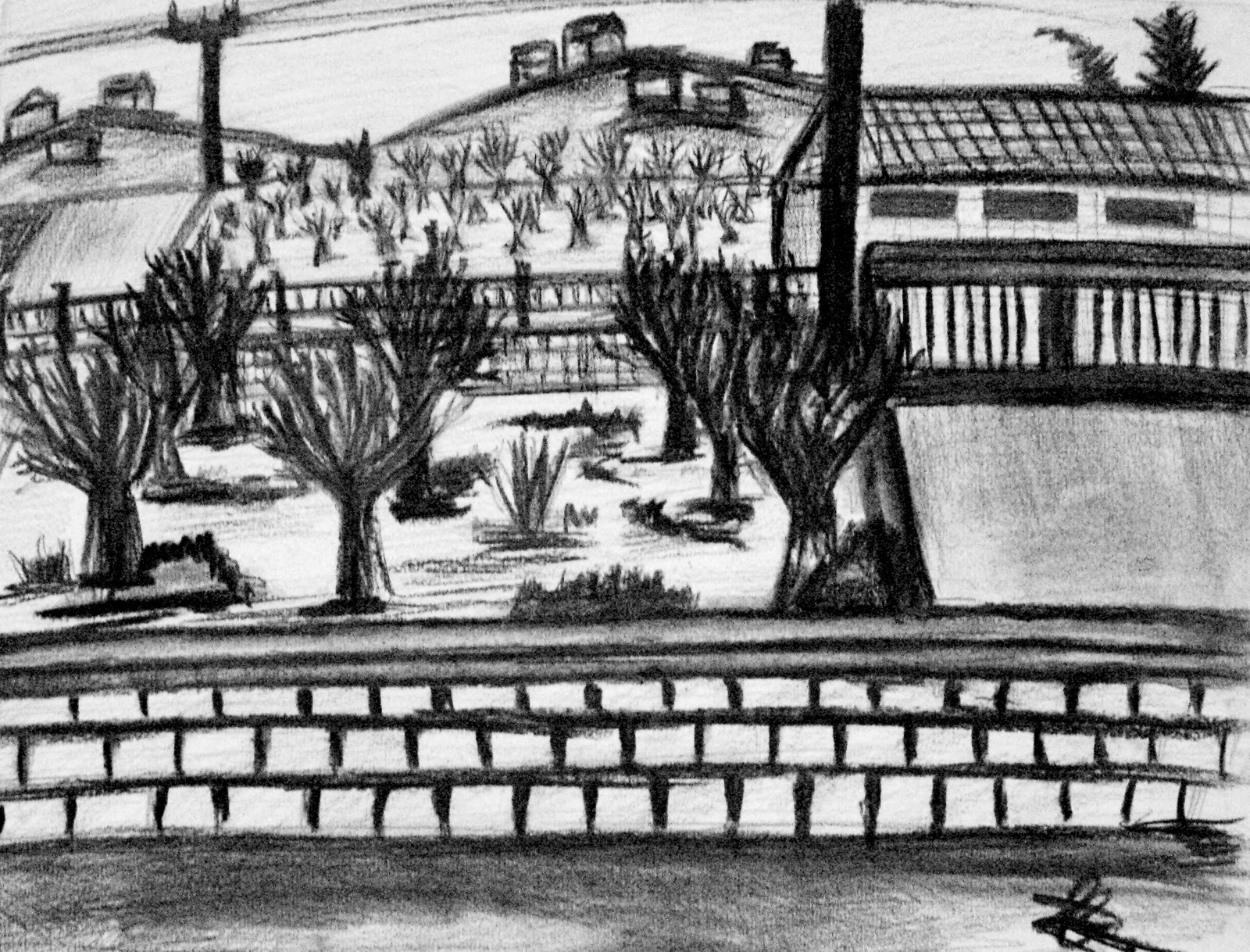 My Observational Drawings