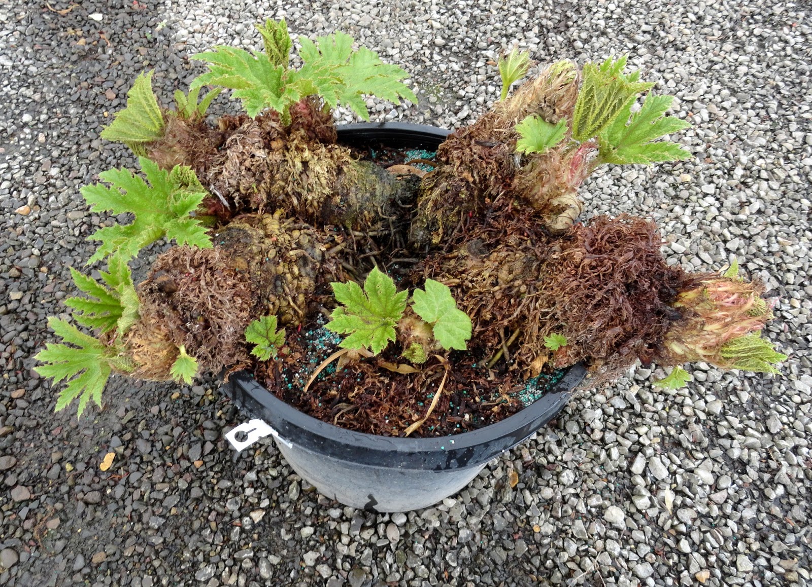 danger garden: Garden World, finally