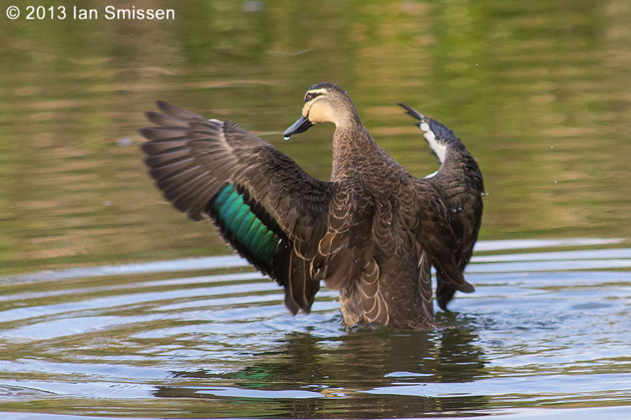 A passion for birds...: Jerringot Wetlands and Hospital Swamp