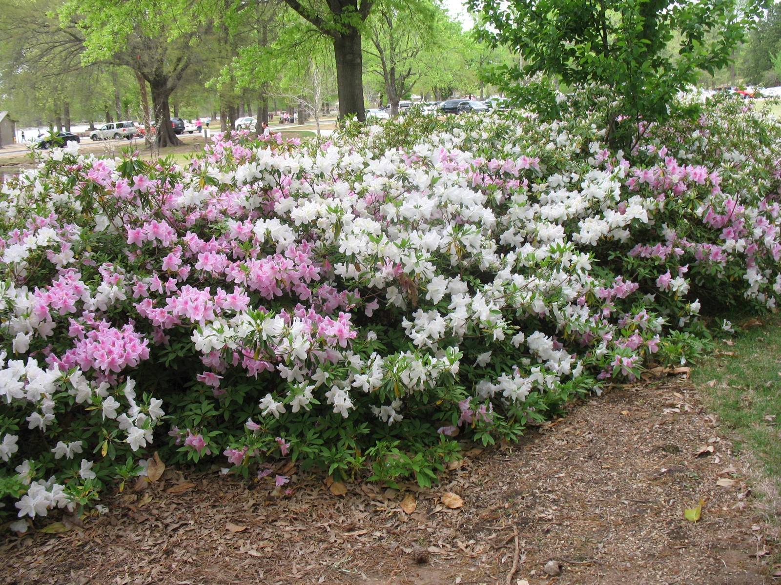 Miss Bloomers : Spring Azaleas