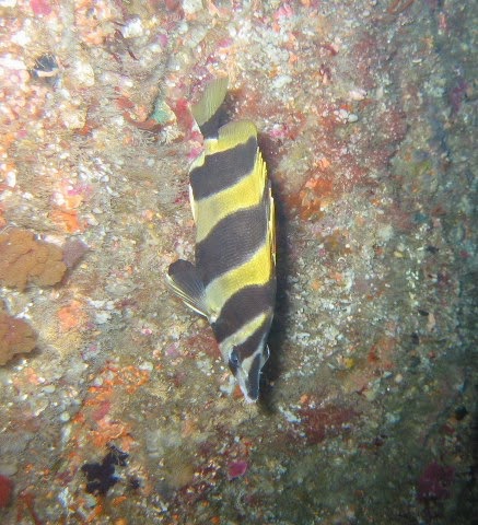 Artes de Pesca: LOS PECES MARIPOSA