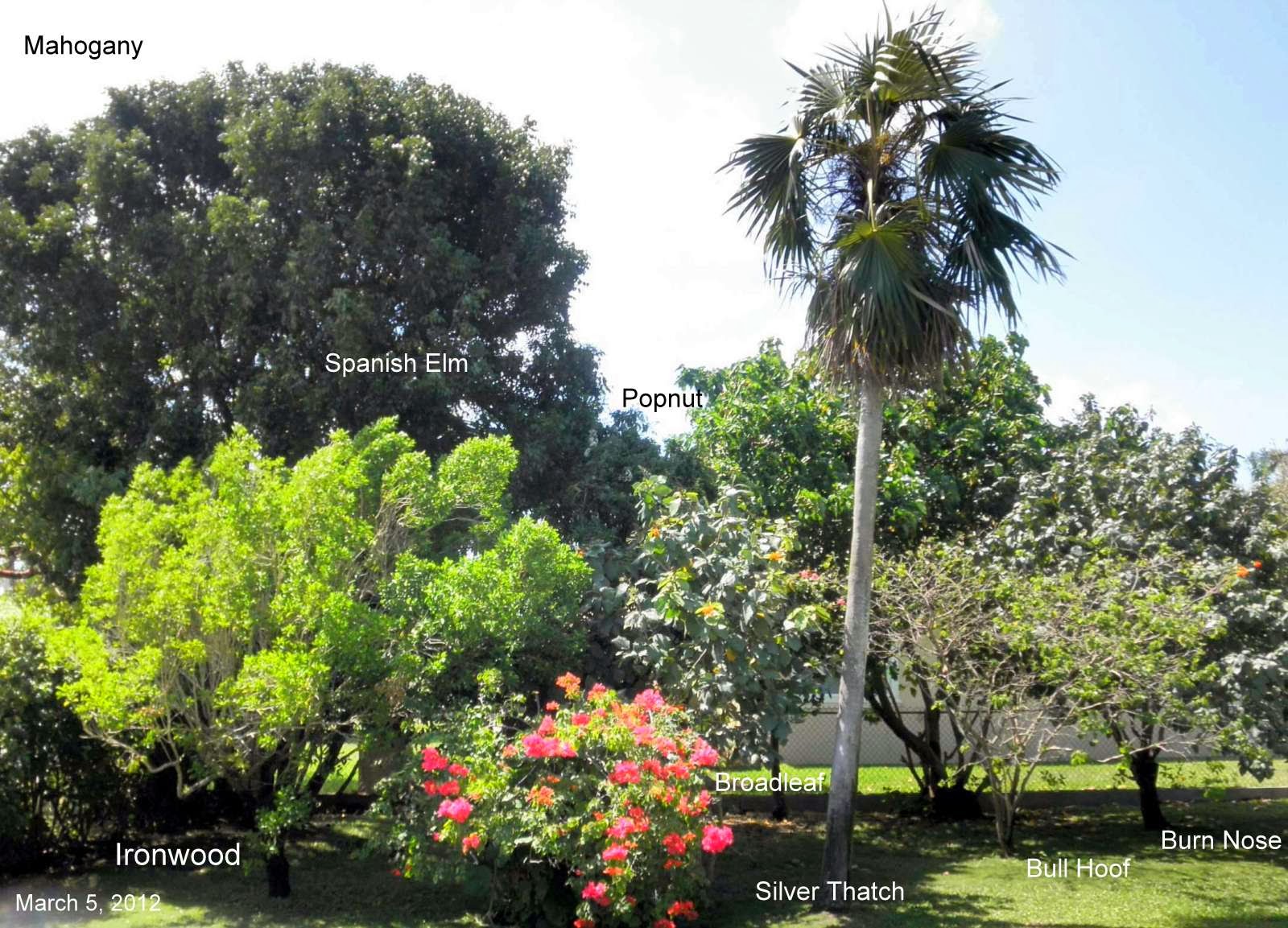 CaymANNature: Cayman Ironwood tree