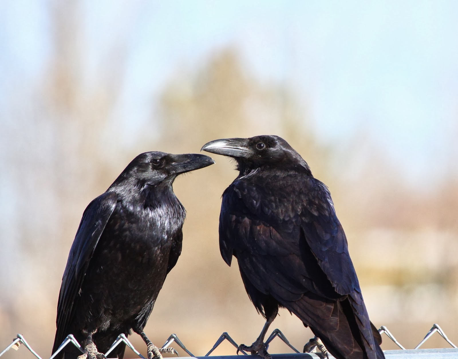 Roger's Birding Adventures: Interesting Common Raven behavior, plus ...
