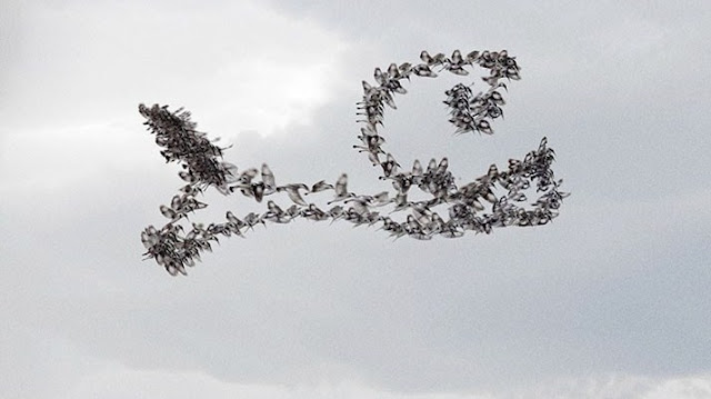 the art room plant: Xavi Bou