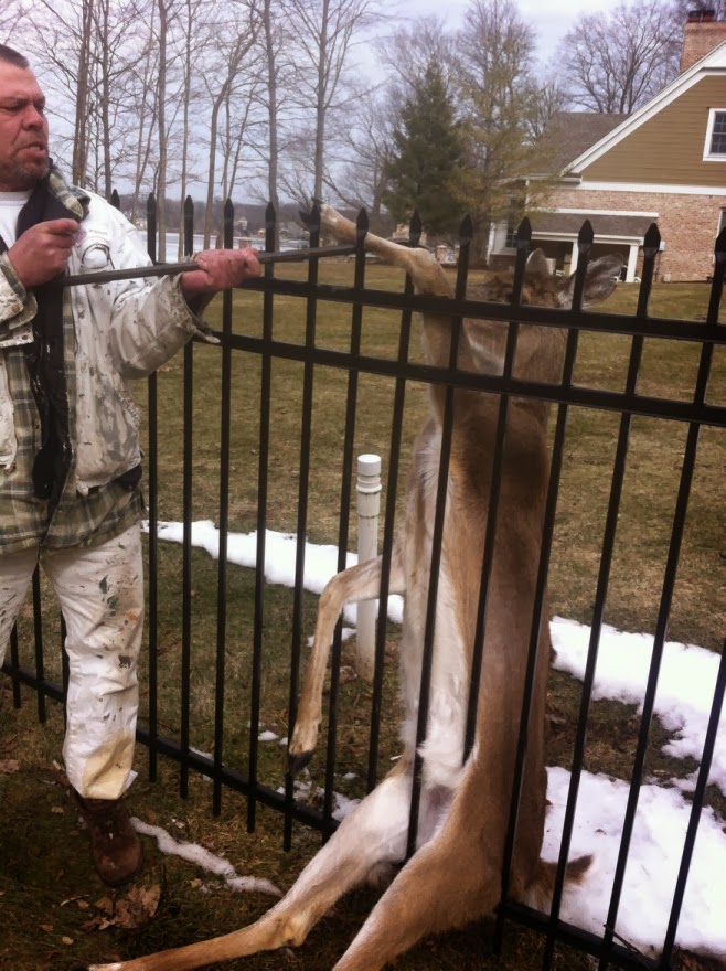 Four legged friends (and enemies): Men rescue deer stuck in fence in ...