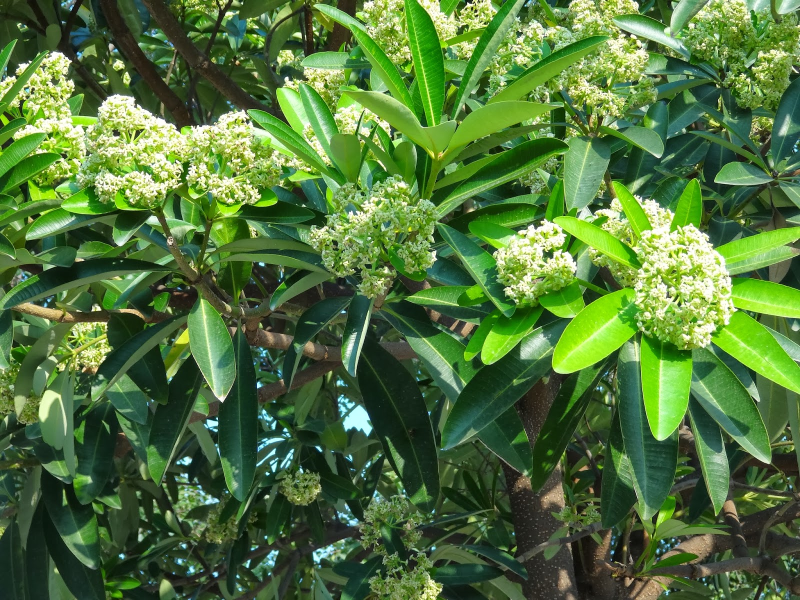 Plants of Lahore - Pakistan