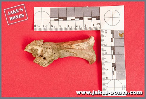 Strange bones: the broken roe deer tibia : Jake's Bones