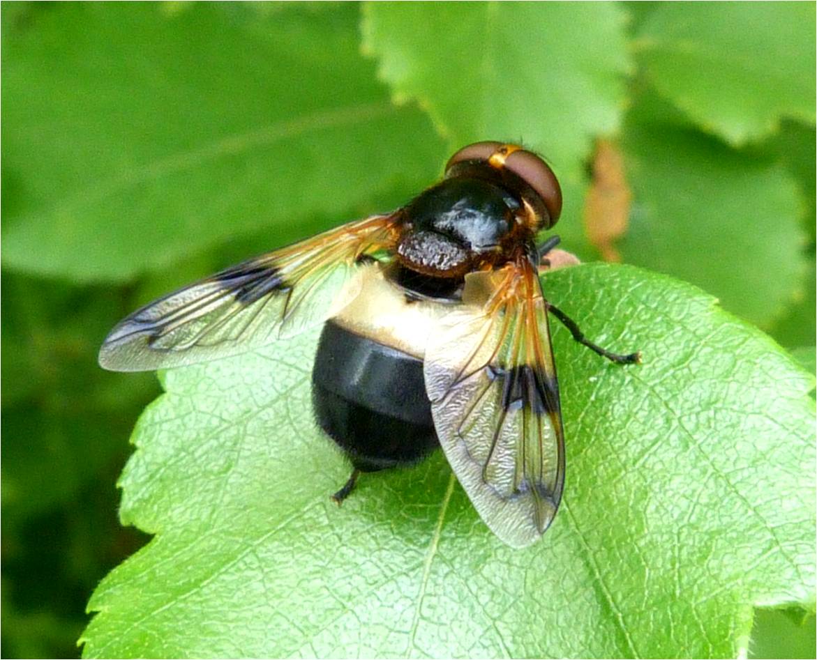 Insects of Scotland: Hoverflies