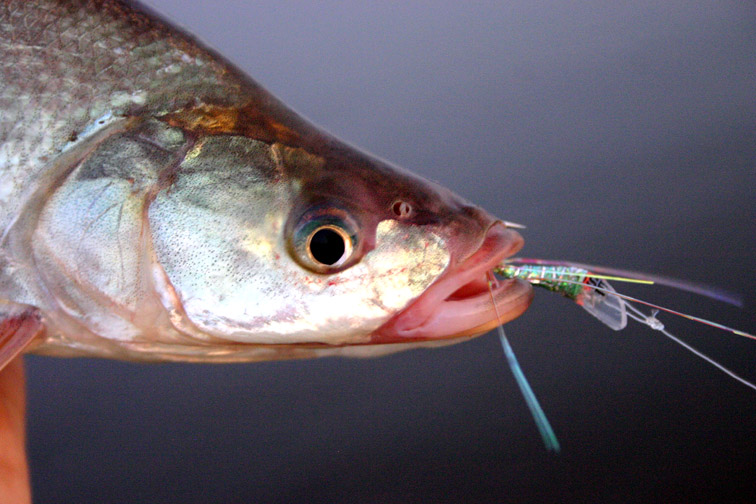Flyfishing Russia: Ussuri River, first day of August 2011