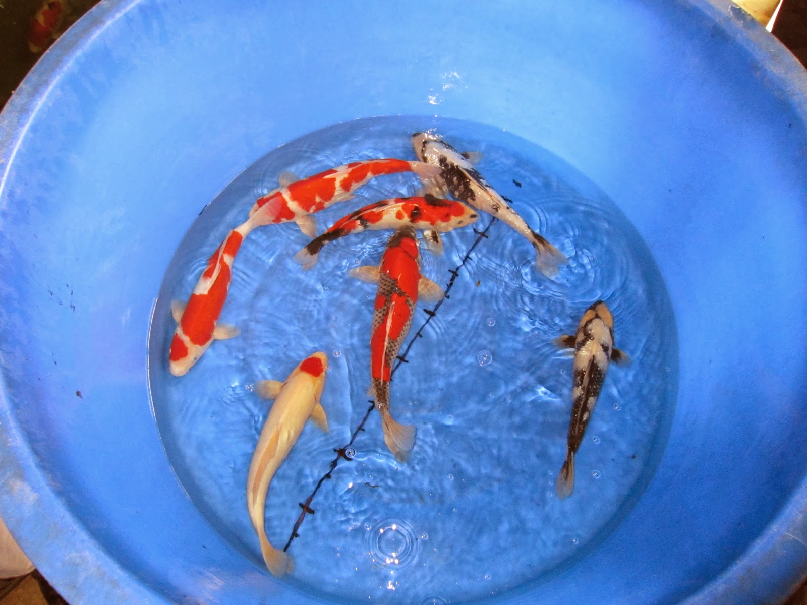 Ushijima Nishikigoi: The Niigata Koi Have Arived!