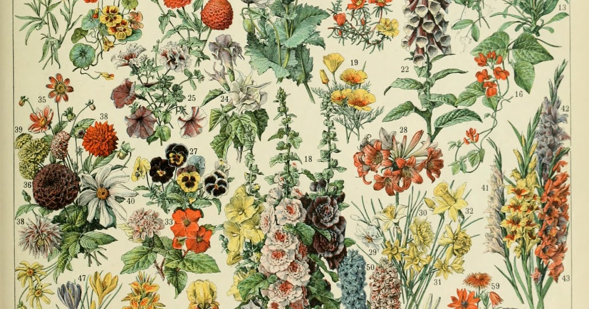 Alenquerensis: Adolphe Philippe Millot, Paris 1857 - 1921