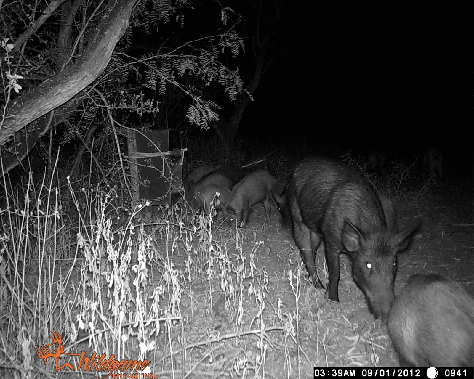 Woods Roamer: Wild Hogs and Hog Guns