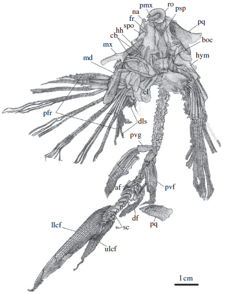 Sciency Thoughts: A Flying Fish from the Middle Triassic of Guizhou ...