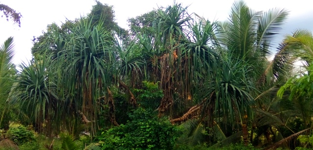 Pandanus tectorius / Vetake - වැටක‍ෙ / Screw pine /Ketaka, Sucikapushpa ...