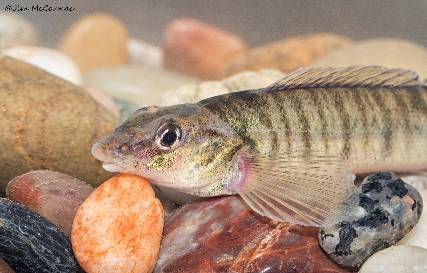 Ohio Birds and Biodiversity: April 2018