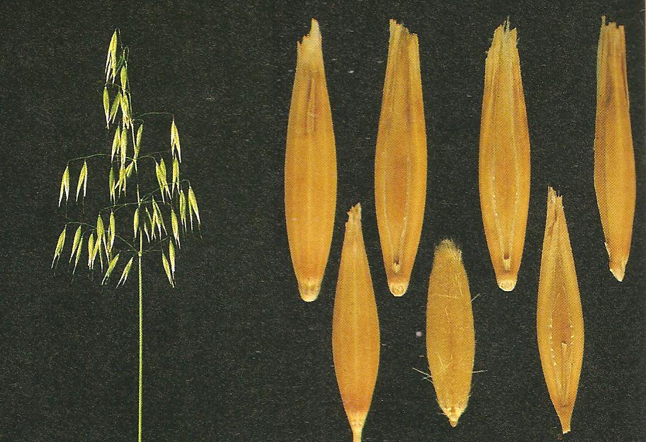 Huc & Gabet: Australian Oat Varieties: Identification of Plants ...