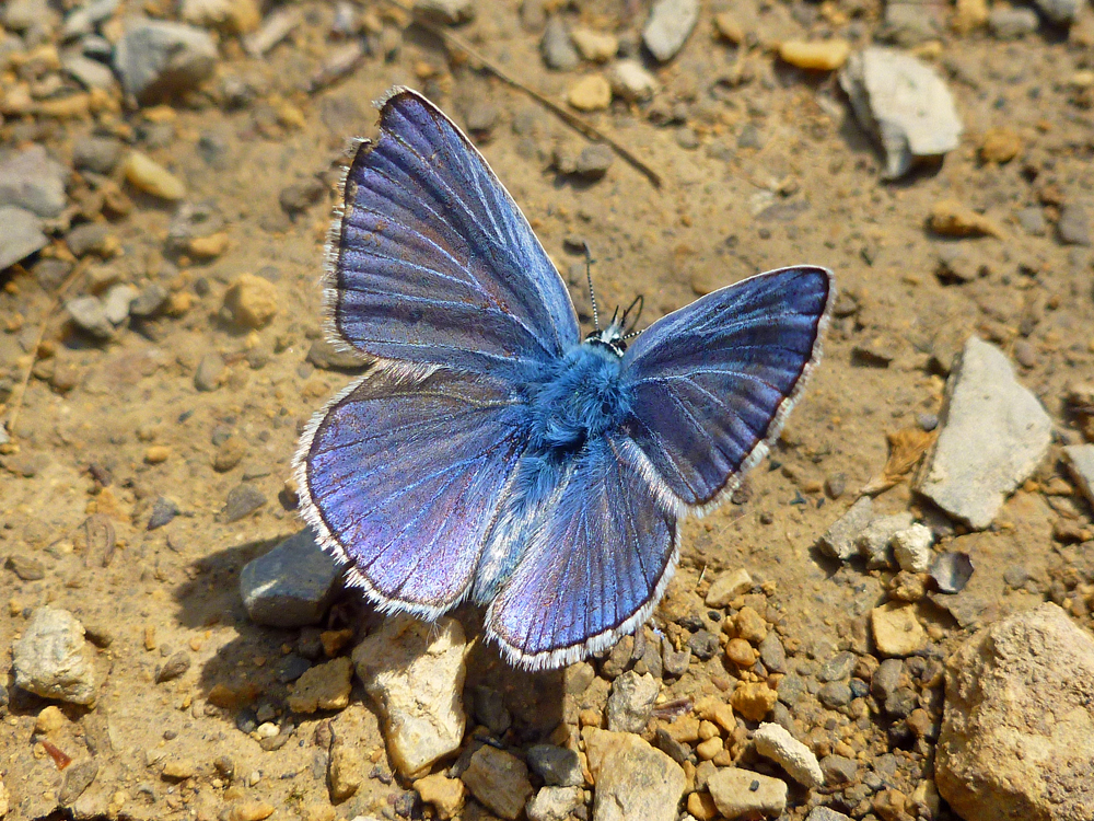 Le Blog de Sylvie: Papillon Bleu
