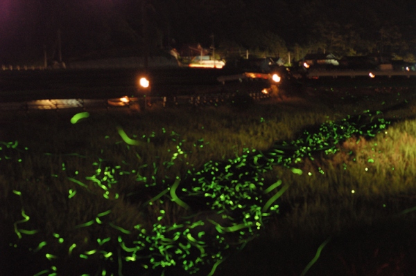 Firefly Festival in Japan ... - Culture - Travel - Cuisine