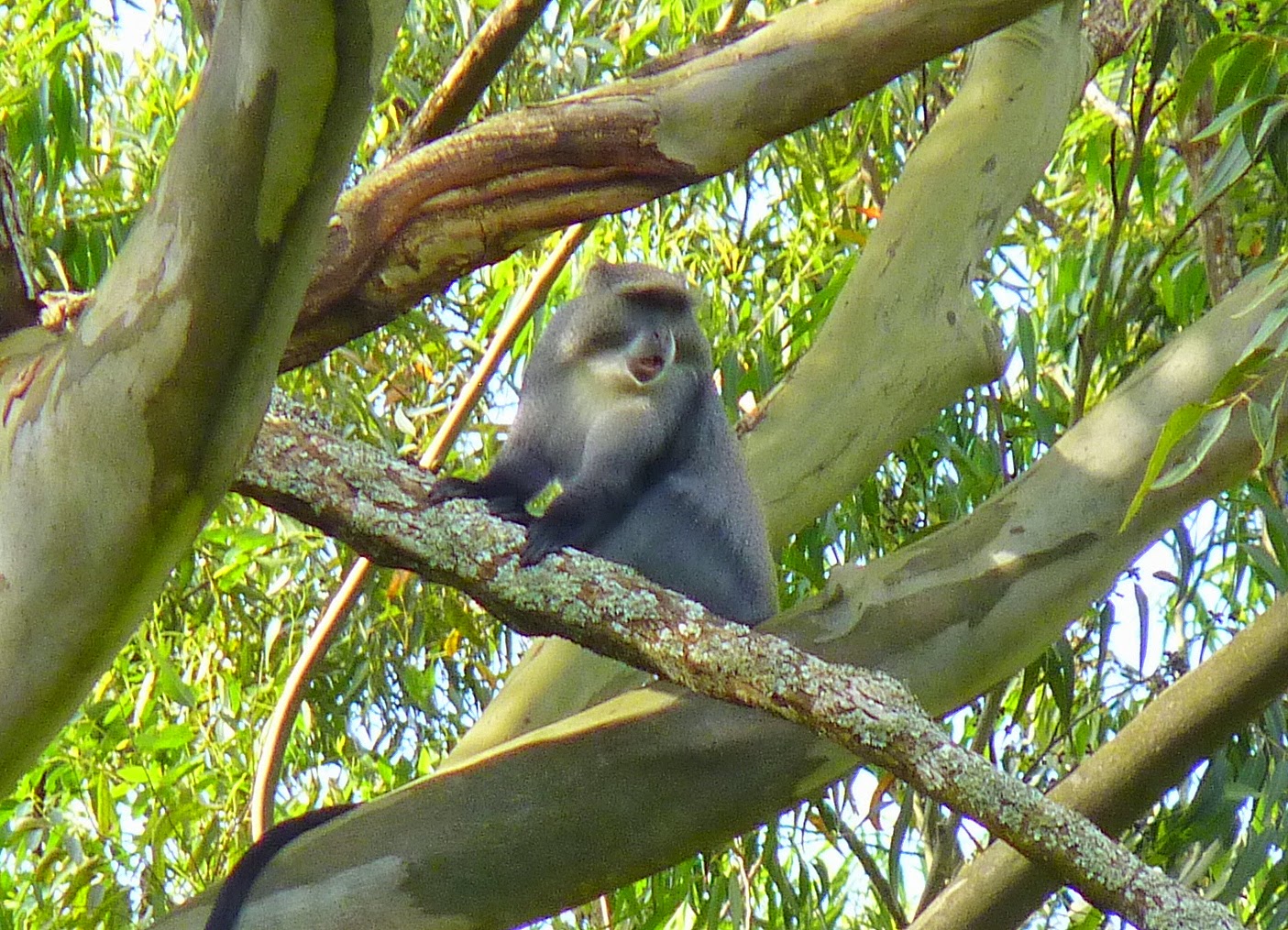 Birding For Pleasure: SATURDAY CRITTERS - Blue Monkey (Cercopithecus ...