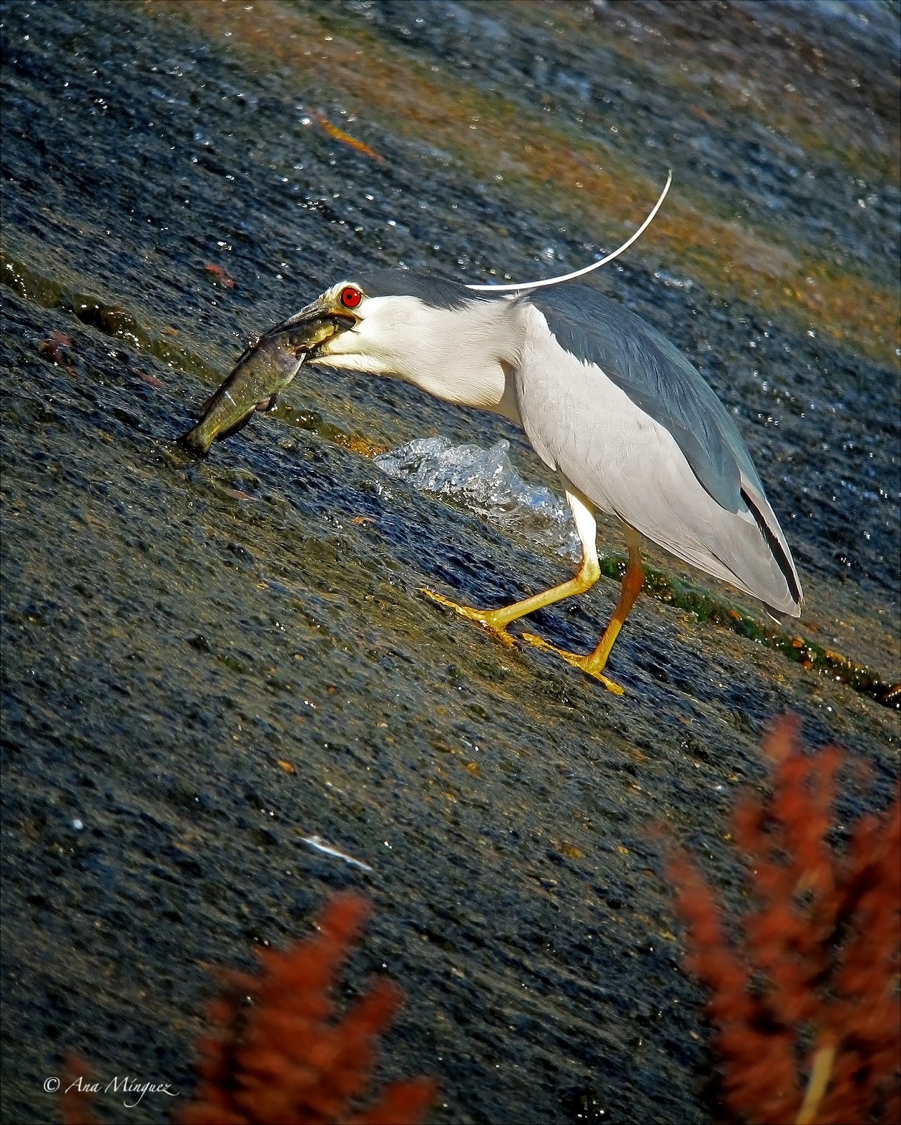 NATURANAFOTOS: De pesca con el Martinete