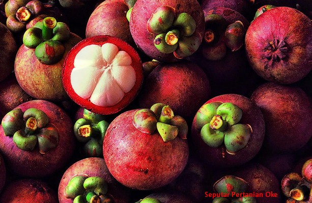 77 Manfaat dan Khasiat Buah Manggis ala My-Budidaya - Trik dan Tips ...