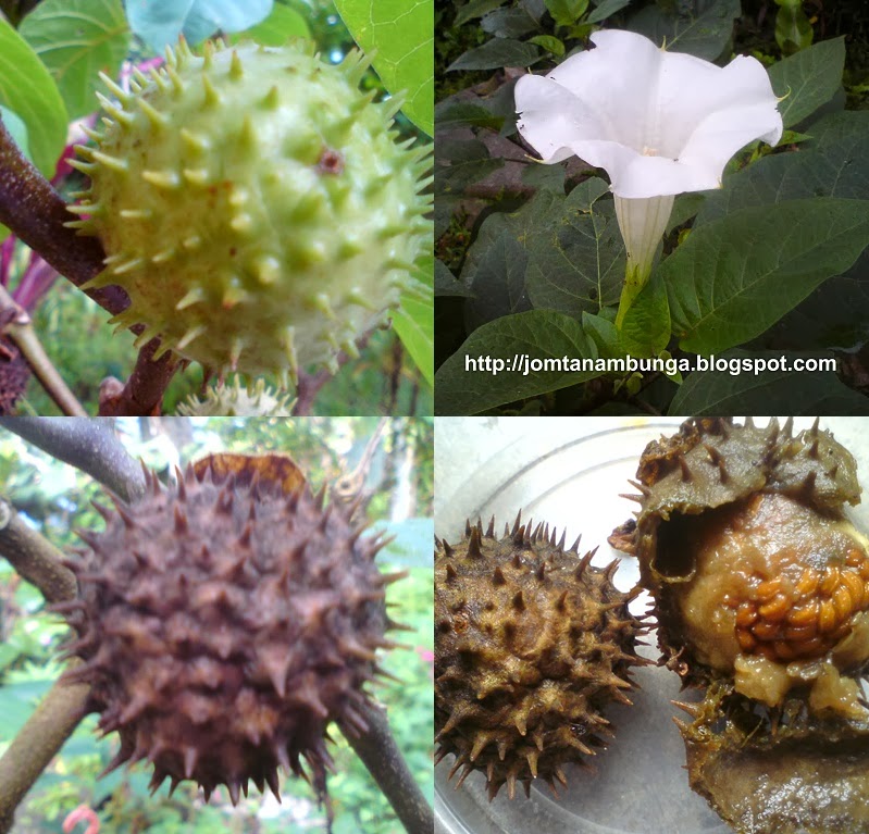 Begini Gambar Tanaman Kecubung Hitam Terbaru - Informasi Seputar ...