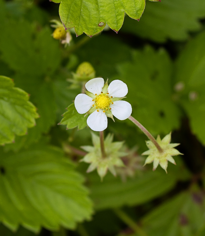 Rurification | Robin Edmundson: Alpine Strawberries