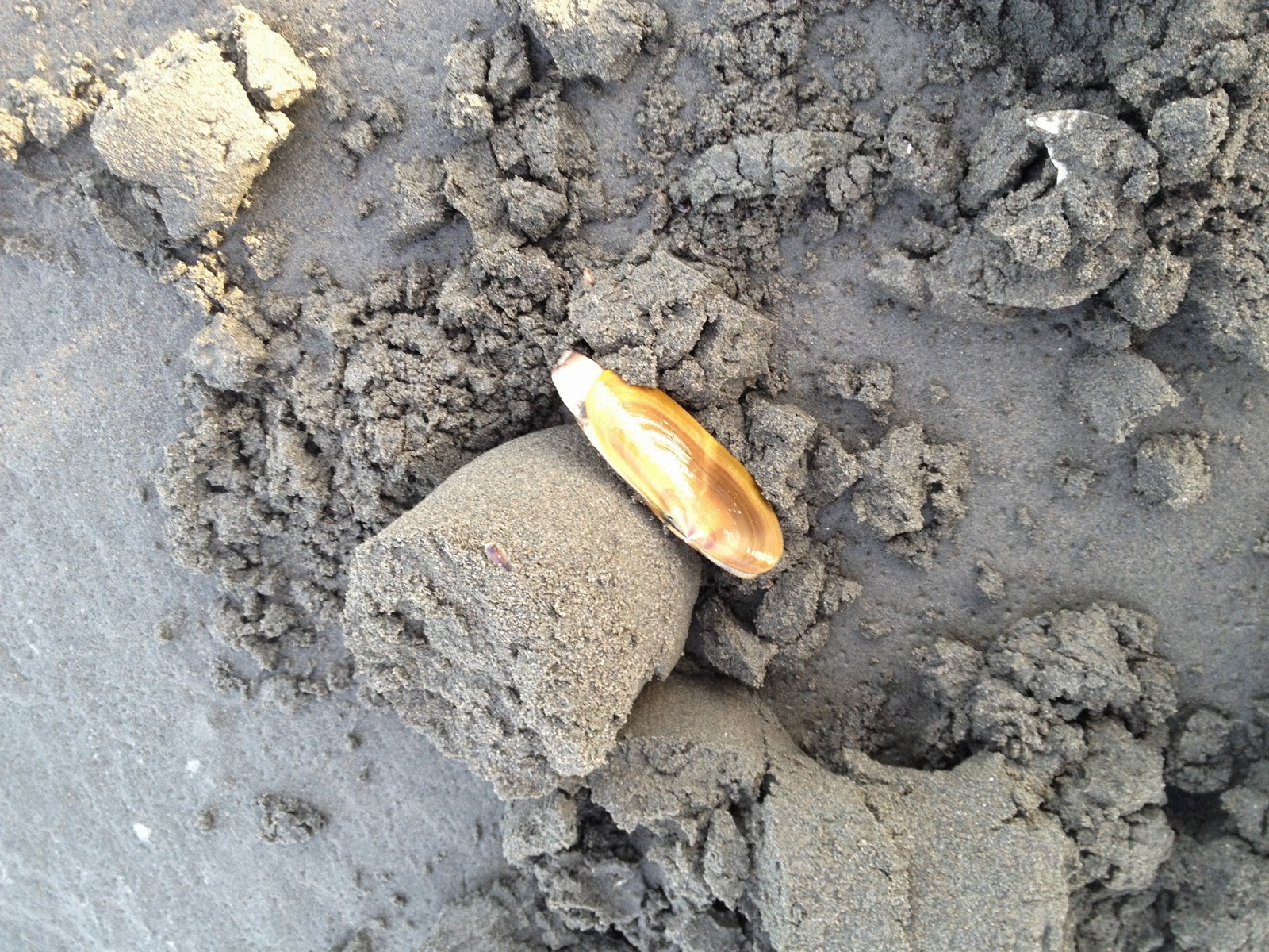 Spartan Fishing & Outdoors: Tutorial: Harvesting Razor Clams