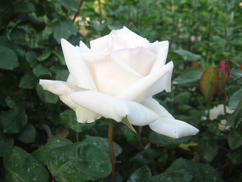 Cittaslow Botanik Park: GÜL BAHÇESİ ( Gülistan )