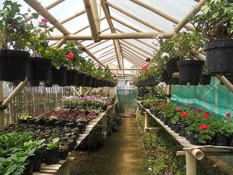 Tanaman Hias Yang Cocok DI Tanam Dalam Greenhouse & Cocok Sebagai ...