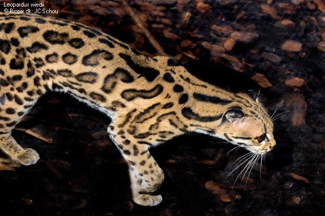 Variety of Life: Leopardus