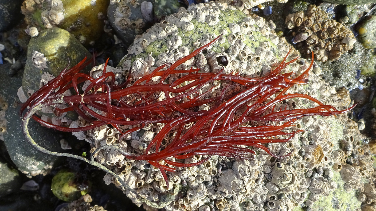 Wanderin' Weeta (With Waterfowl and Weeds): Luscious red
