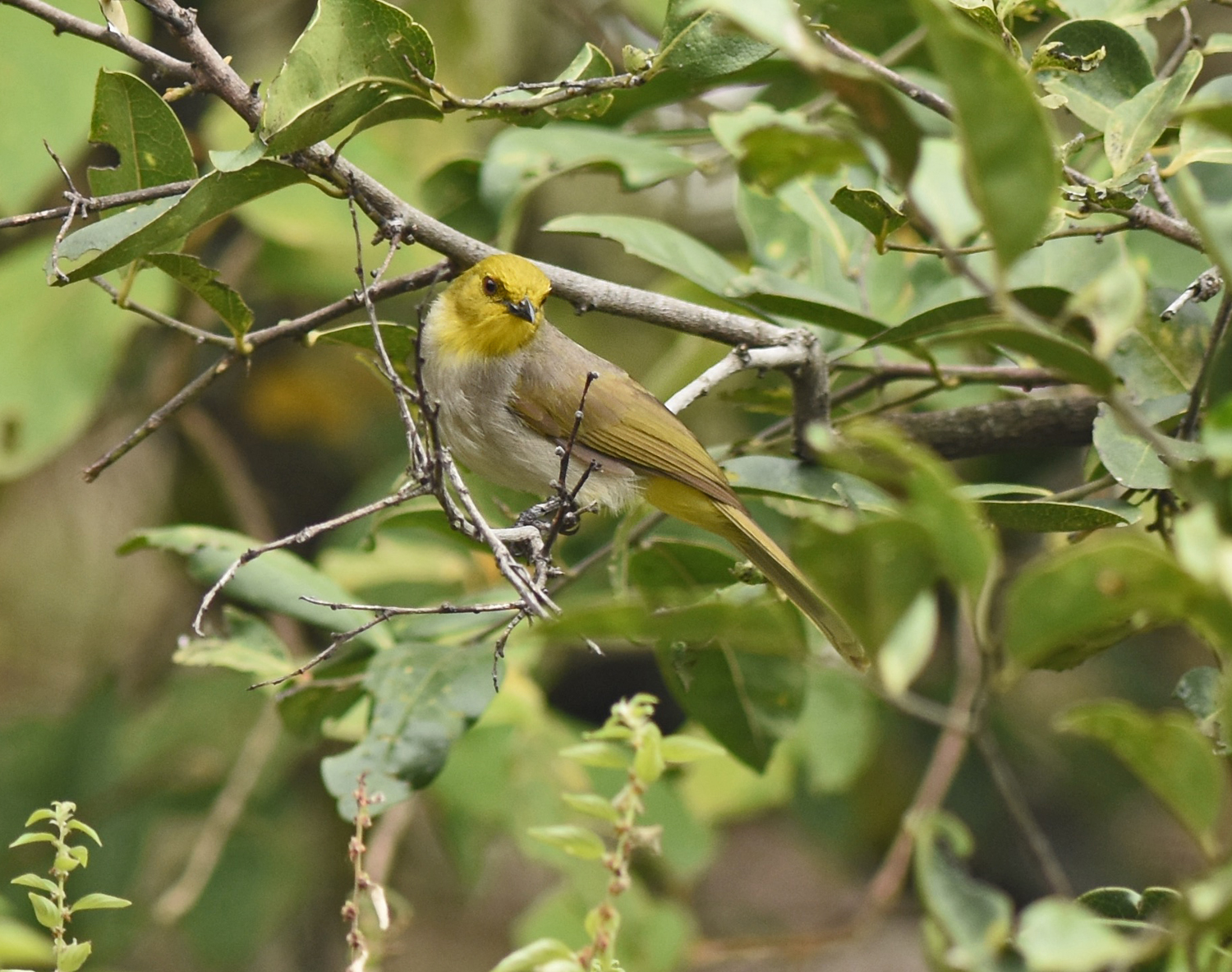 ZOOTHERA BIRDING BLOG: Moving on to Topslip