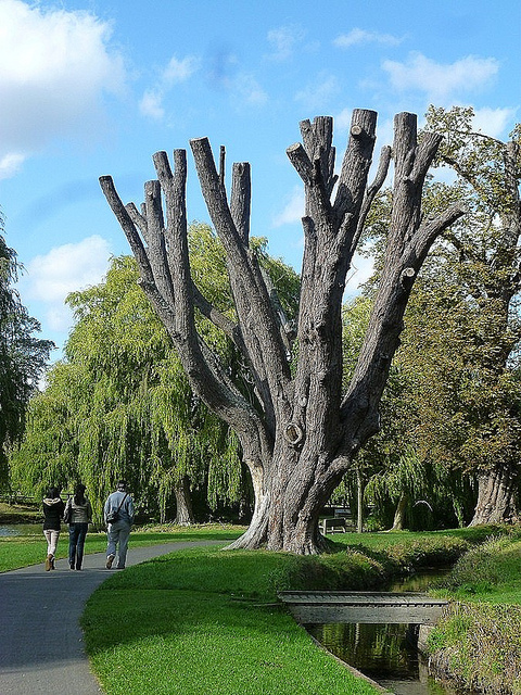 Miss Bloomers : Garden Walk