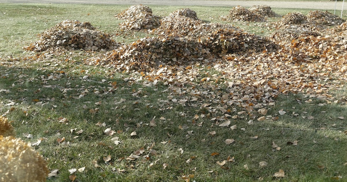 REACHING TO THE SKIES: Leaf Mounds