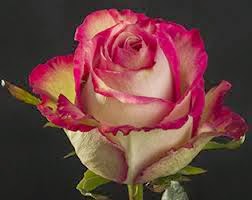 Rosas del Ecuador: Cultivo de rosas ecuatorianas.