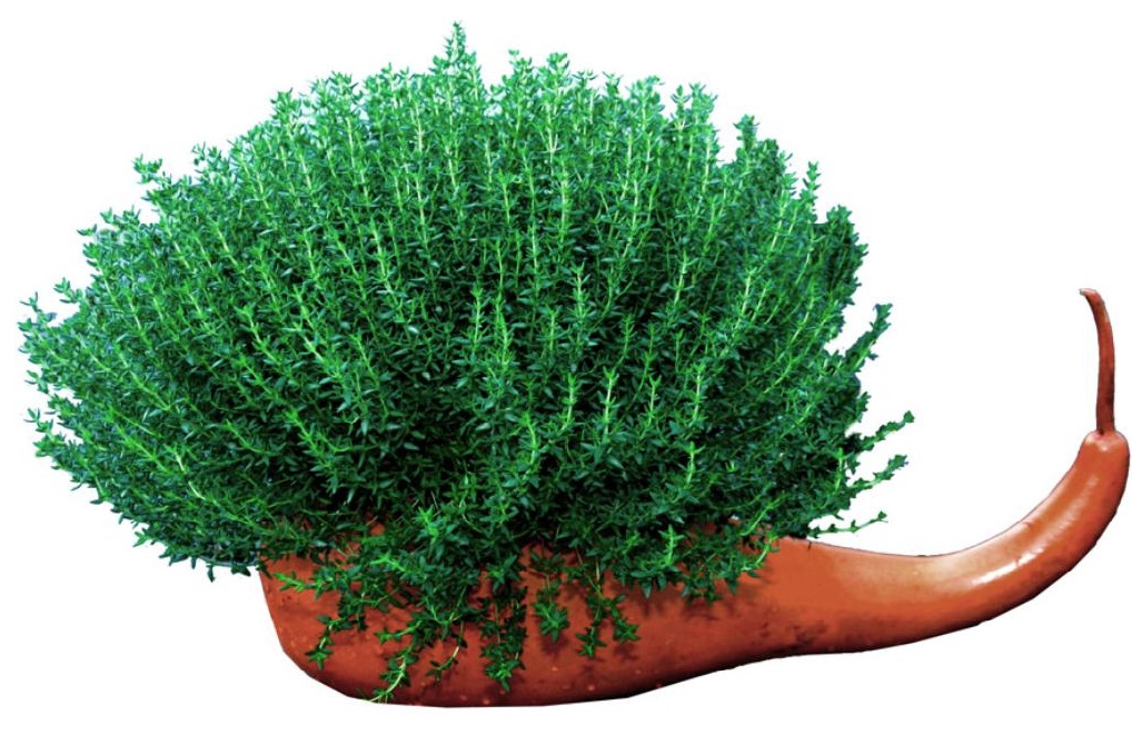 Zeleni prsti: Timijan kot okrasna, zdravilna in začimbna rastlina