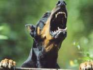 Te Ayudamos: La Agresividad en el Perro