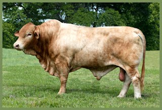 PORTAL GANADERO HIGUEYANO: RAZA BEEFMASTER.