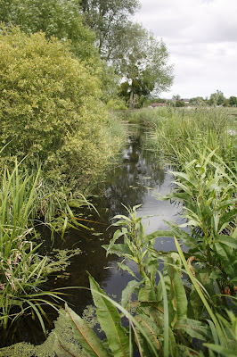 Valley Naturalist: Magor Marsh