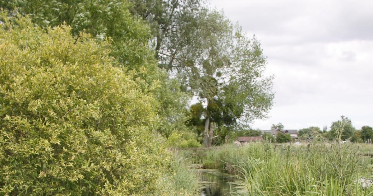Valley Naturalist: Magor Marsh